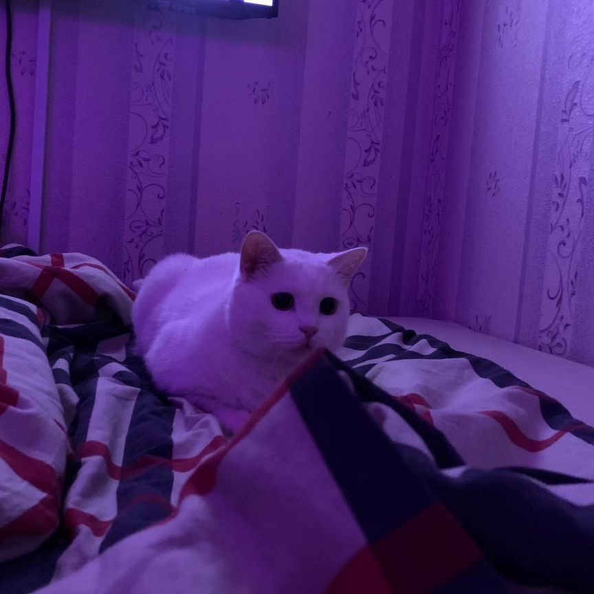 Отдадим котика по имени Вегас