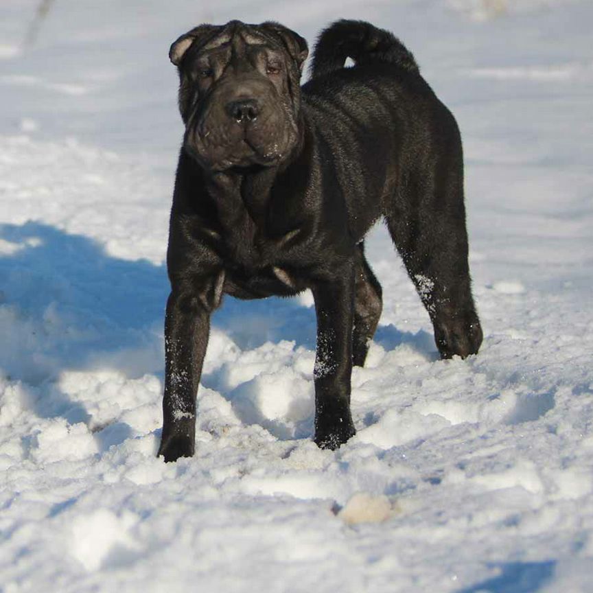 Шарпей, щенок