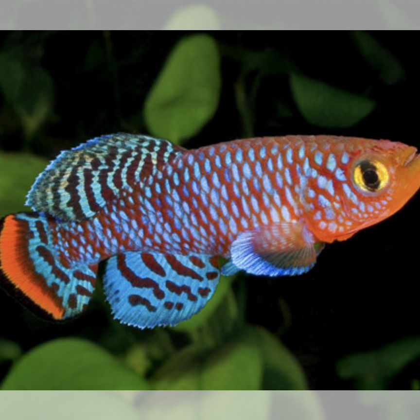 Нотобранхиус Рахова killifish