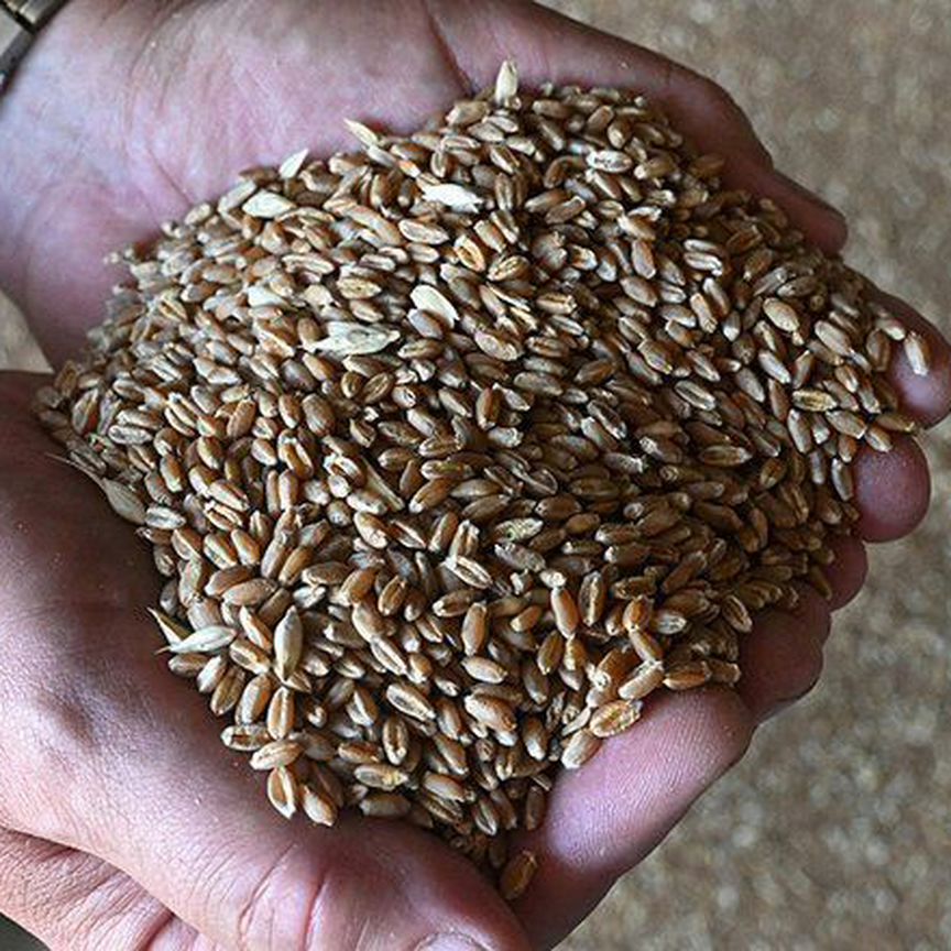 Пшеница яровая