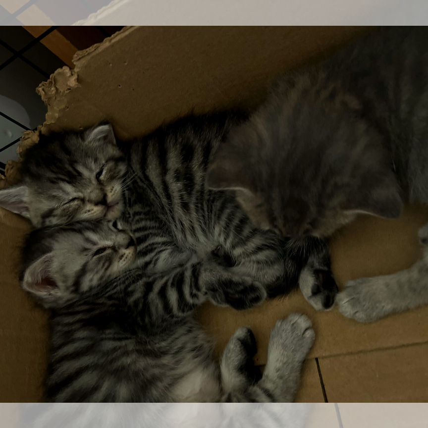 Британские котята