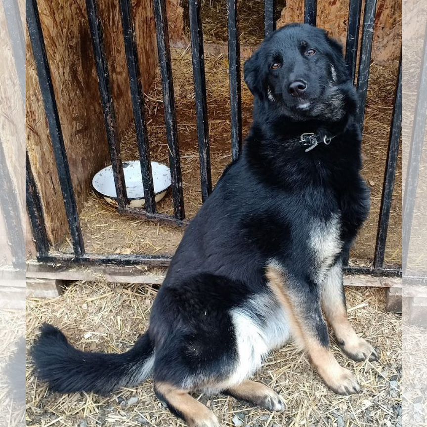 Взрослый пёс в добрые руки