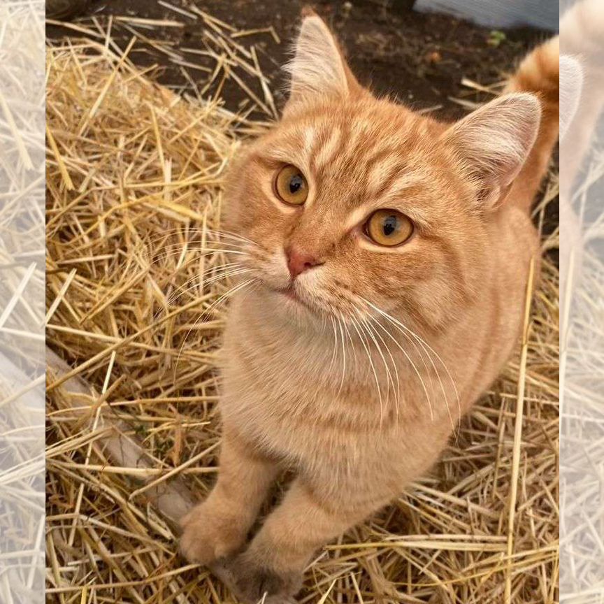 Очаровательный Рыжик