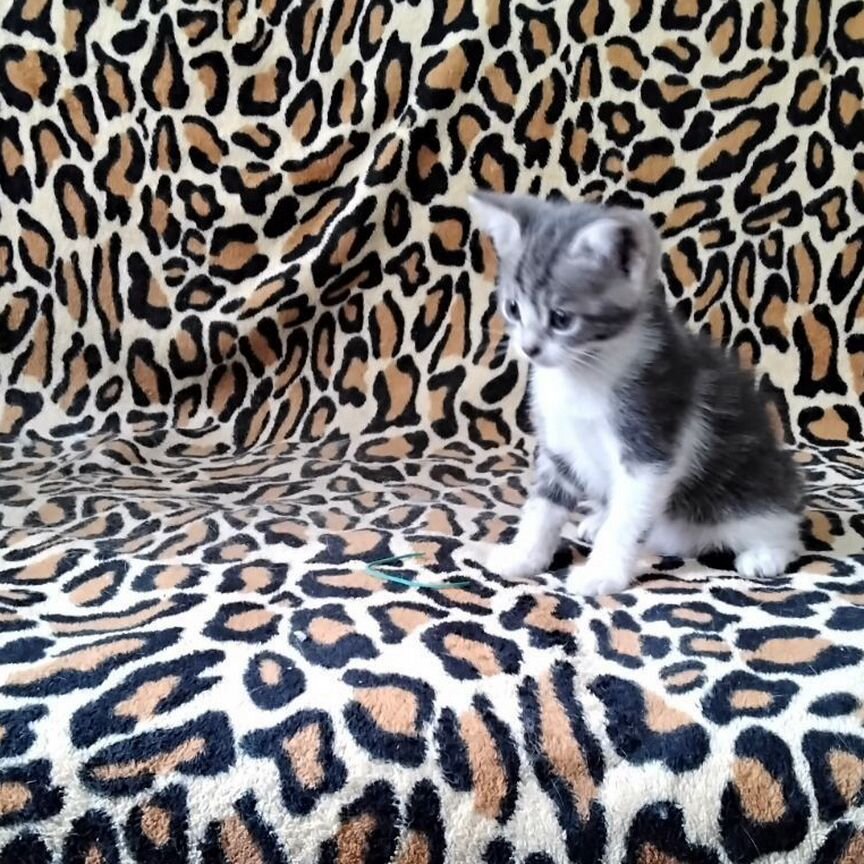 Котёнок