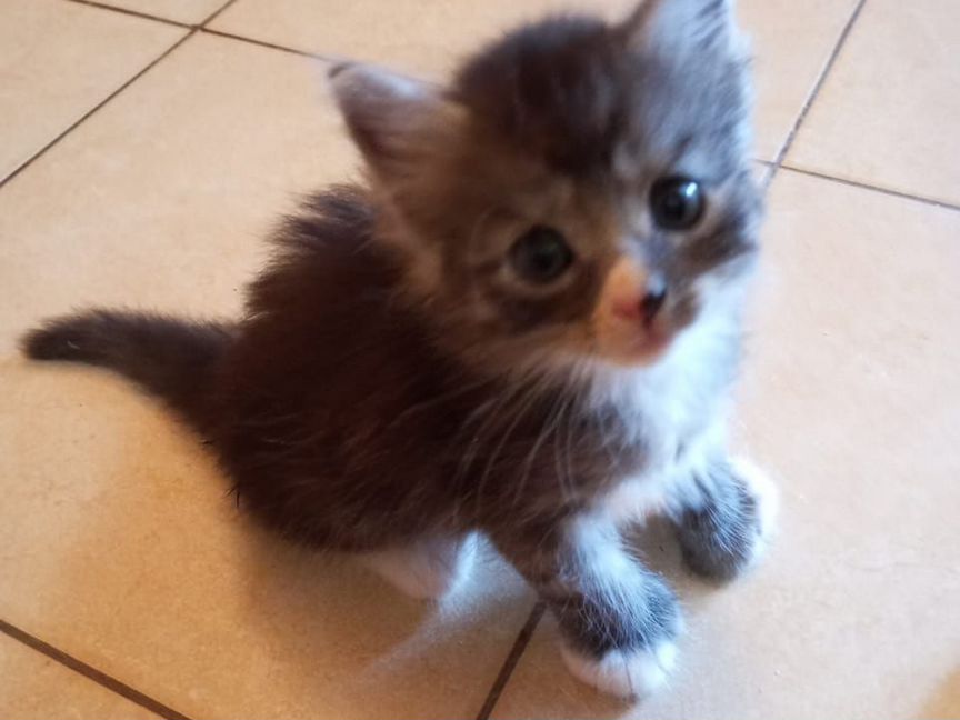 Котенок мейн-кун