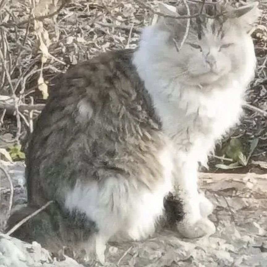 Взрослый кот в добрые руки