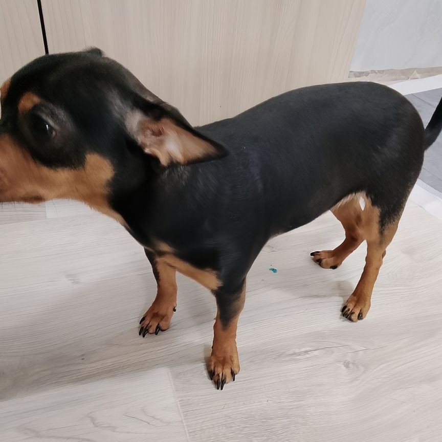 Русский той-терьер, щенок