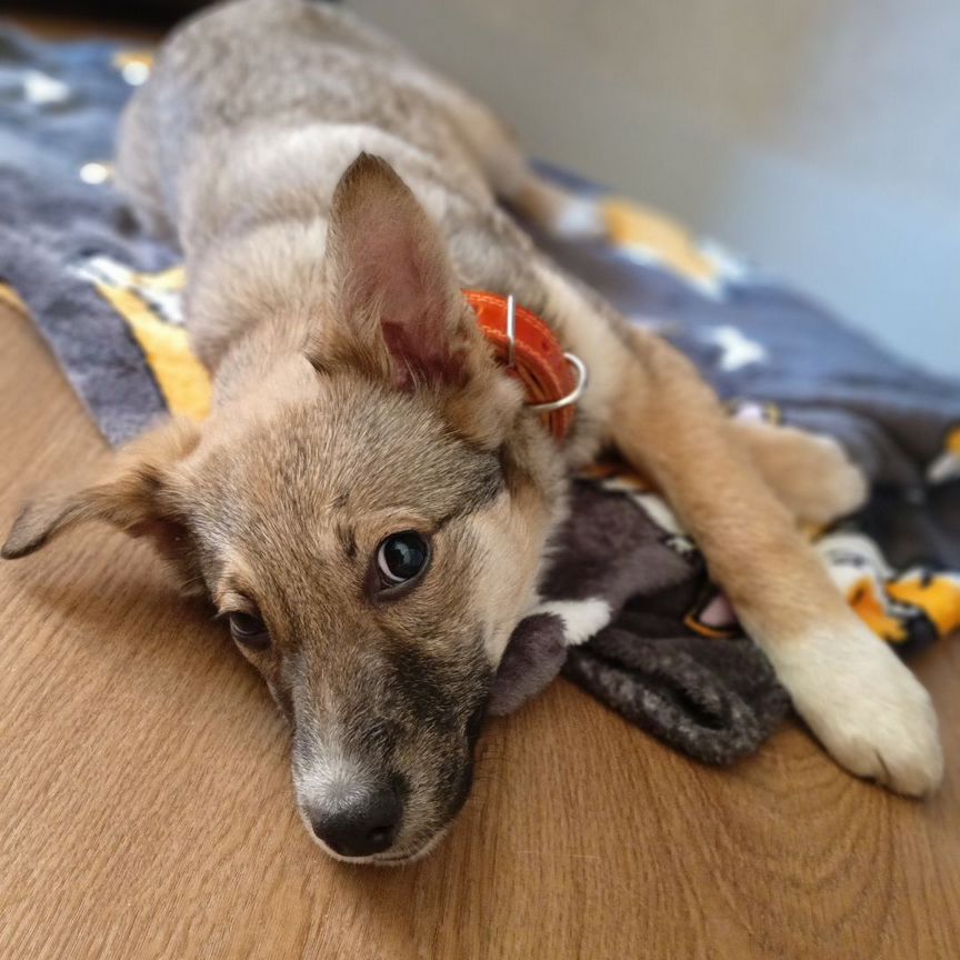 Щенок во двор, привезу