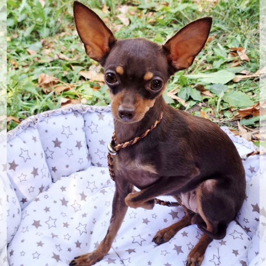 Русский той-терьер, взрослая собака