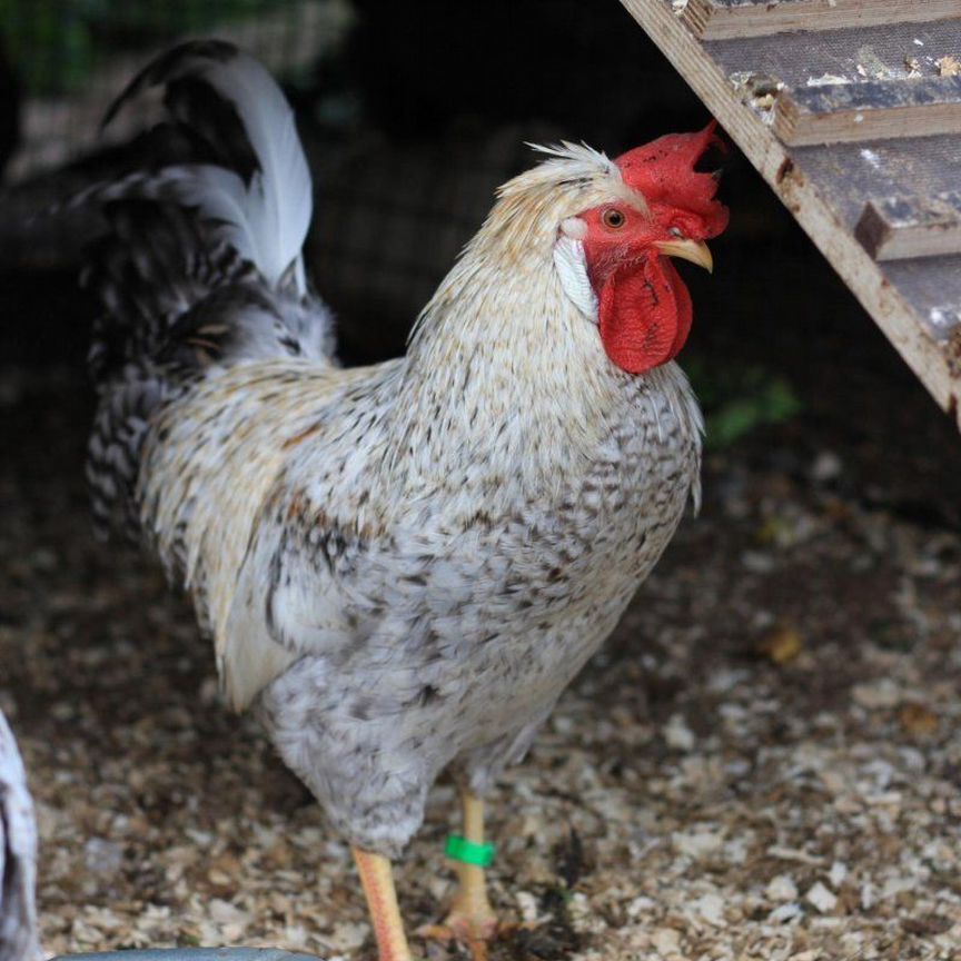 Легбар Кремовый