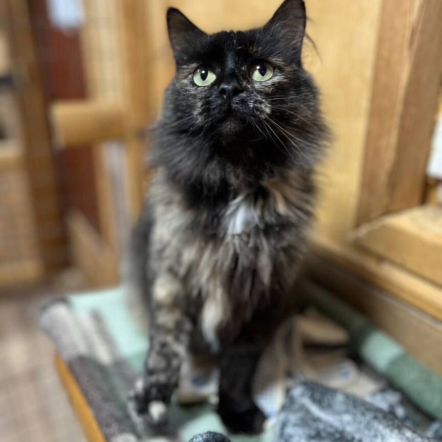 Взрослая, Девочка кошка в добрые руки