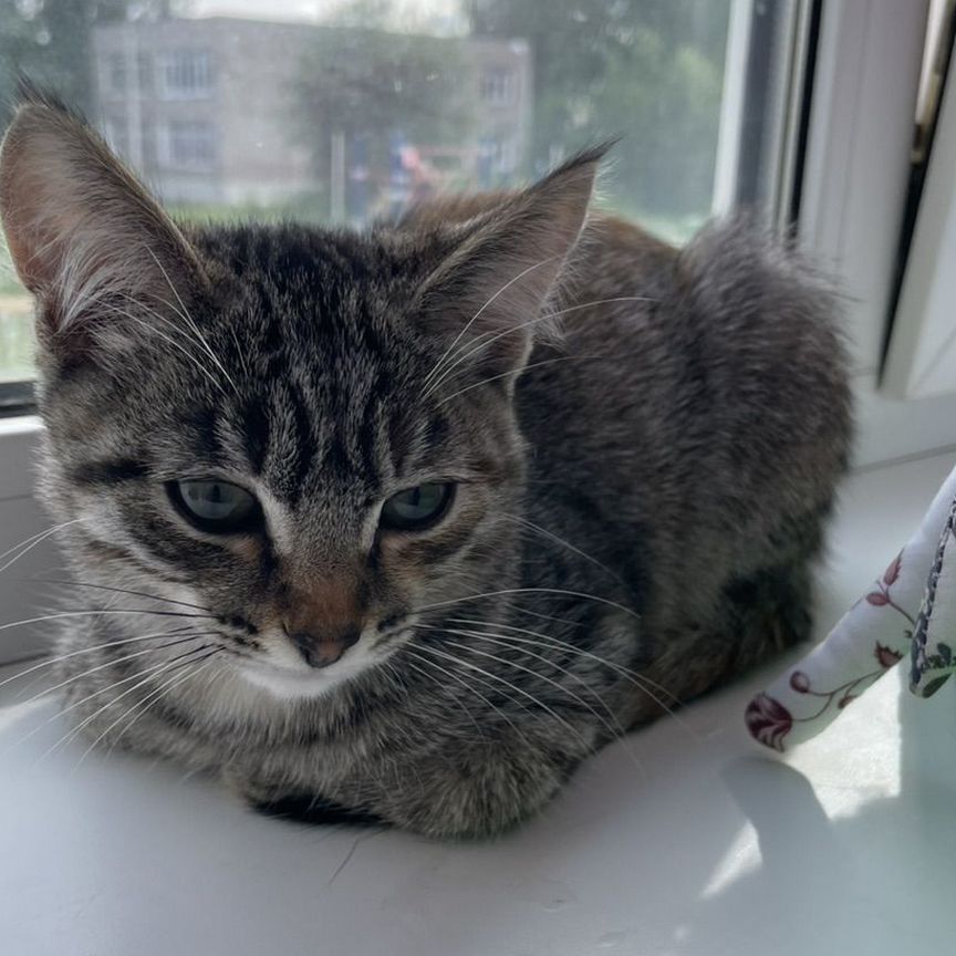 Кошка