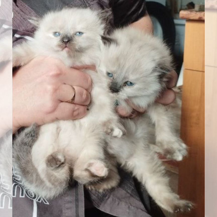 Кошечка маскарадная