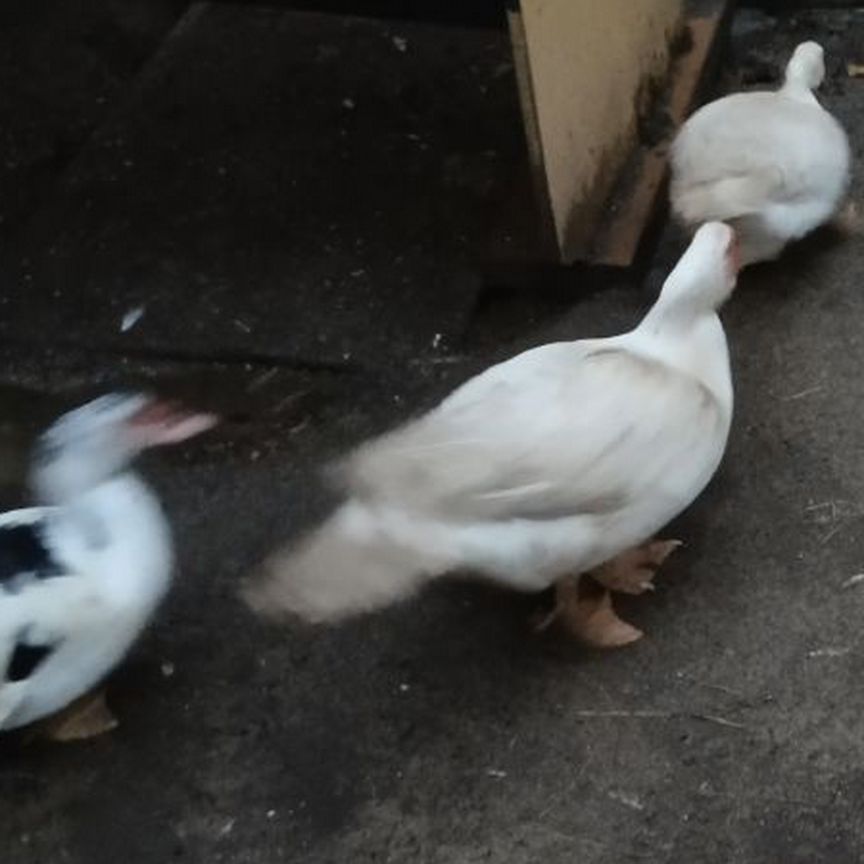 Мускусные утки