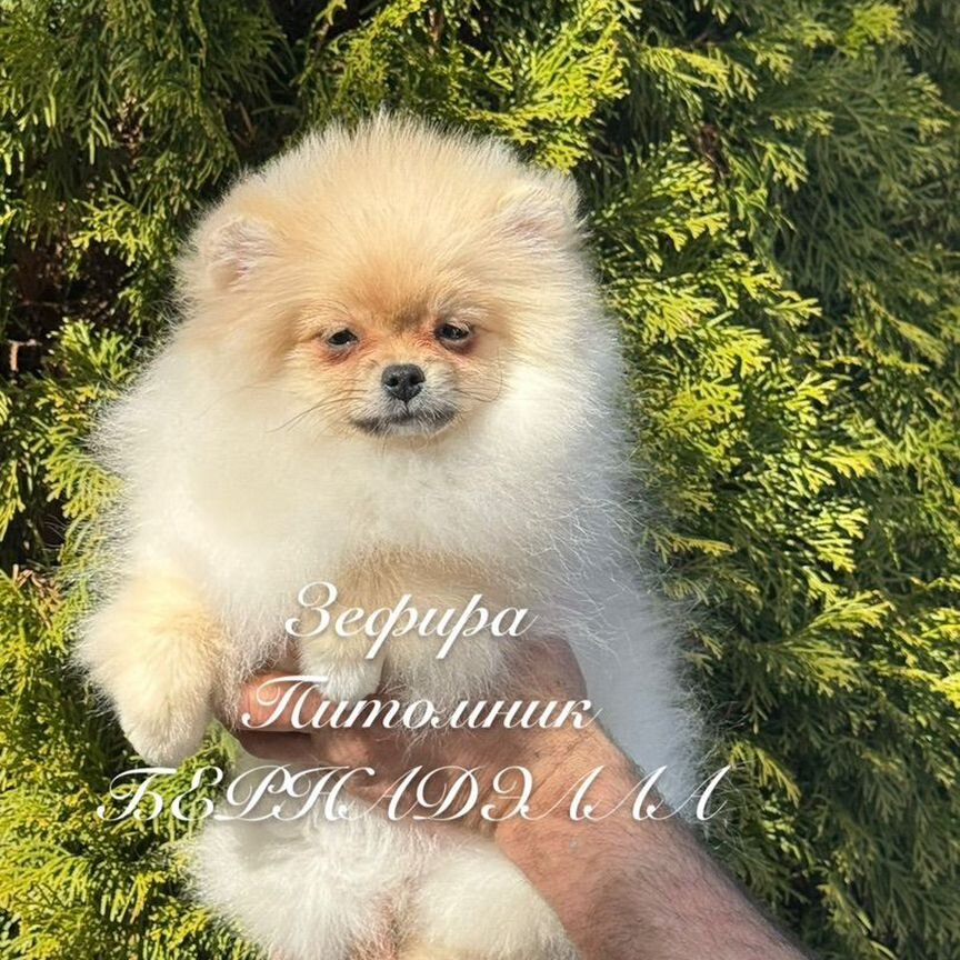 Померанский шпиц Девочка