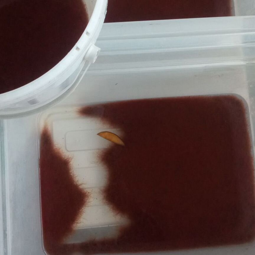 Живой корм трубочник