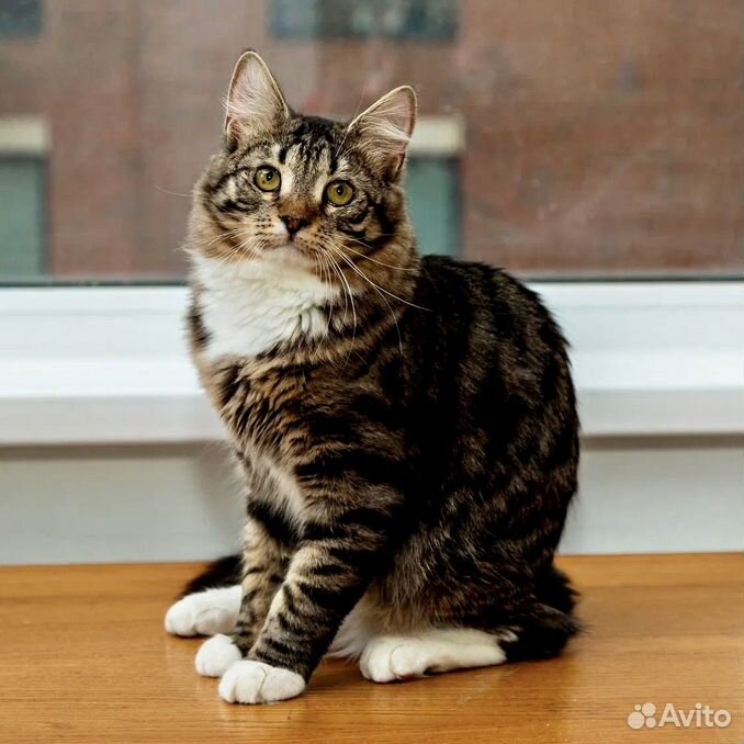 Котик мальчик Мурзик 1 год в поисках дома