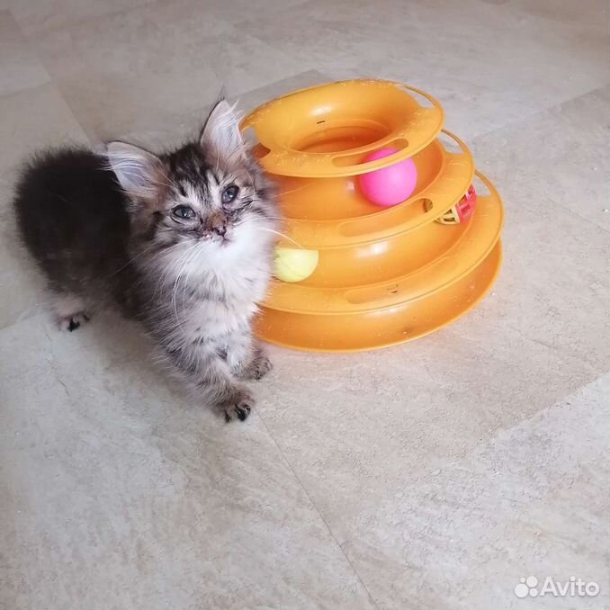 Маленькая леди