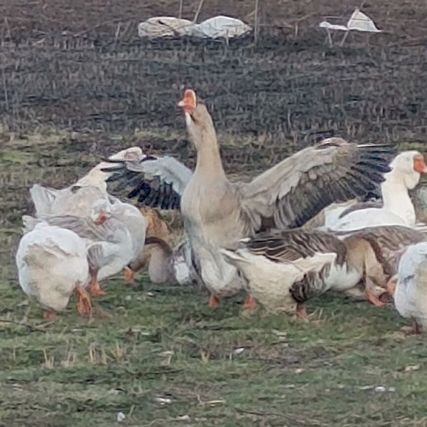 Холмогорские гуси