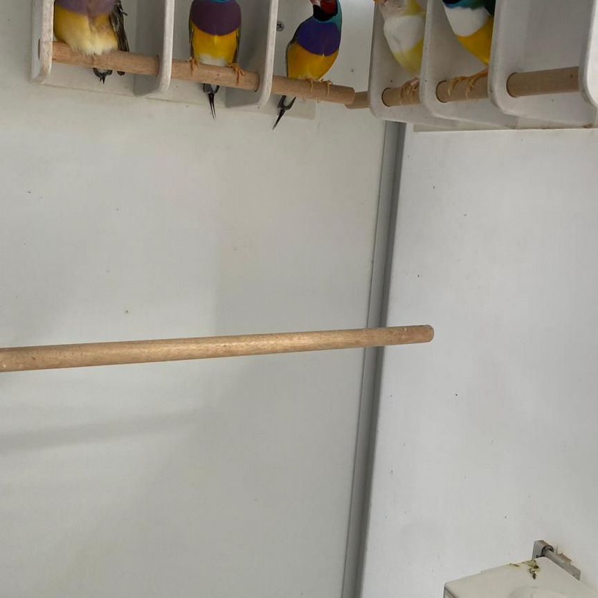 Декоративные птицы