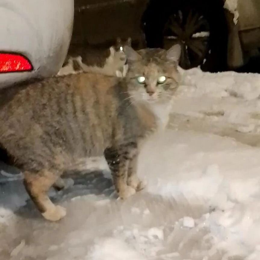 Кошка красивая