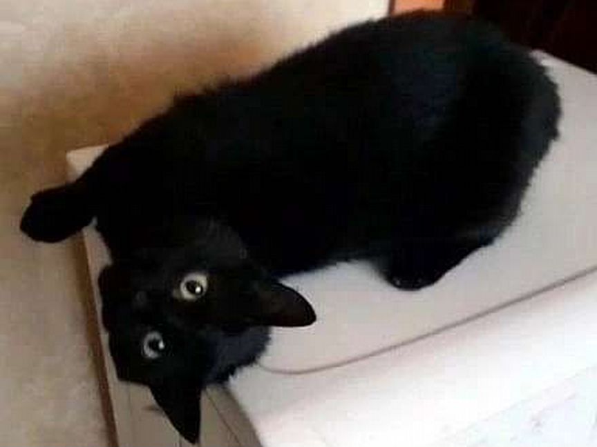 Разные кошки и коты ждут