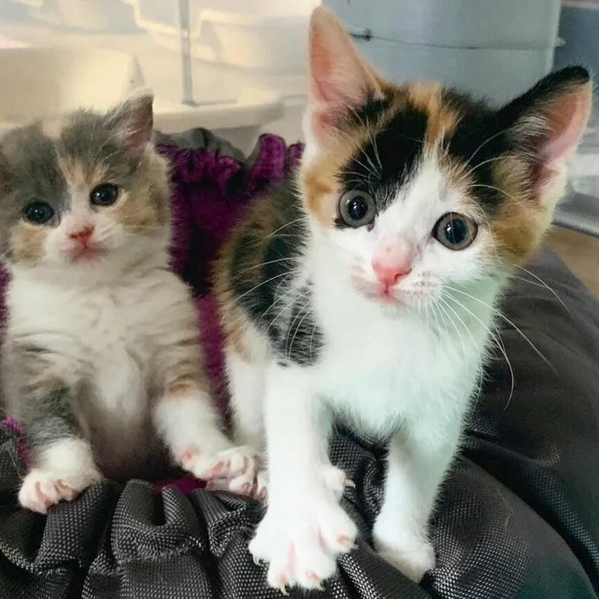 Котенок девочка