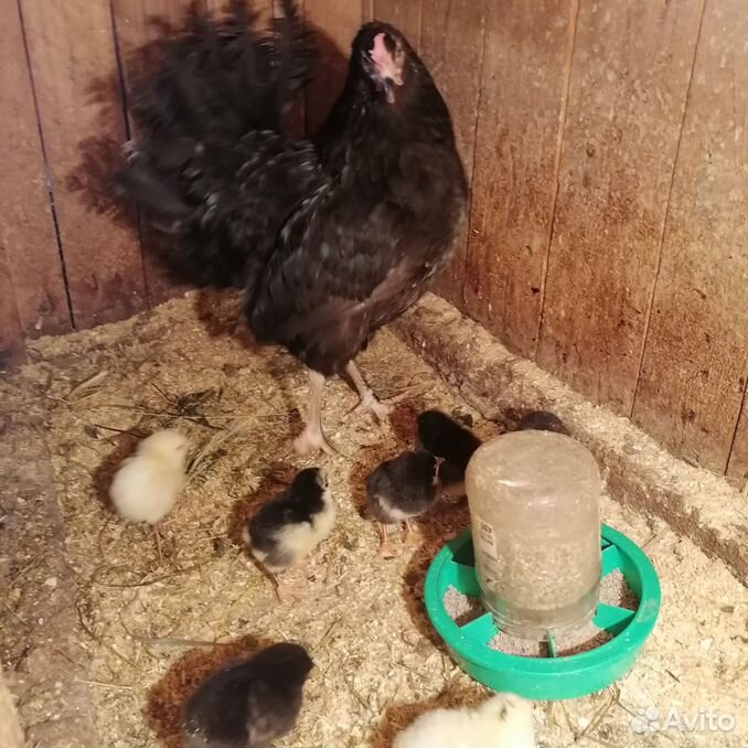 Клушка с цыплятами