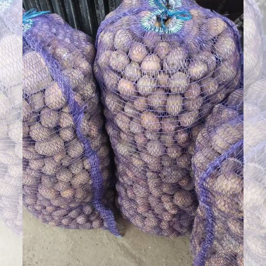 Продам картофель на корм скоту