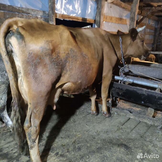 Высокоудойная корова