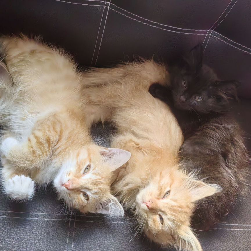 Котята