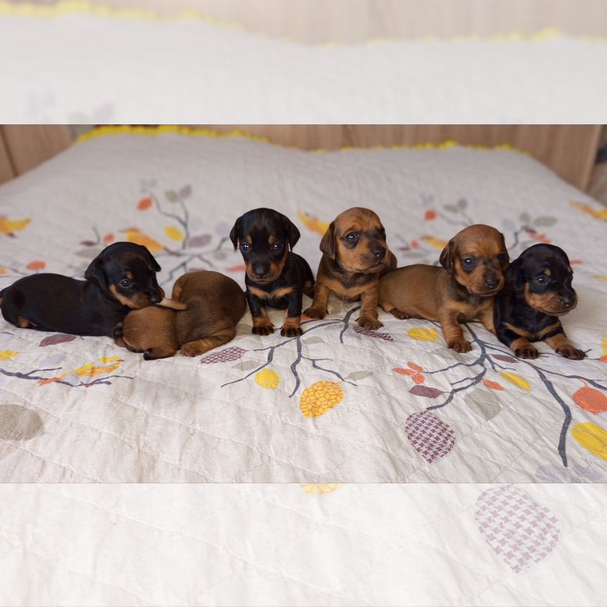 Такса, щенок