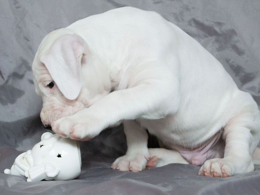 Щенки аргентинского дога