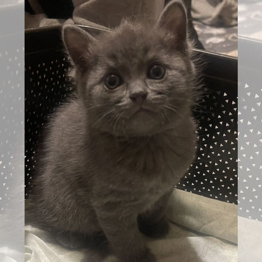 Шотландский вислоухий короткошёрстный котёнок