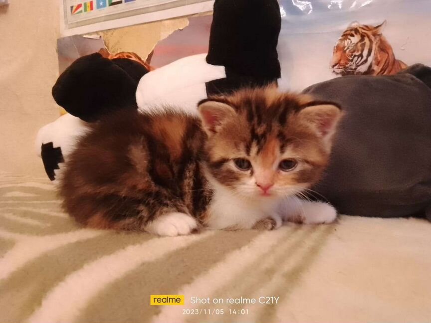 Котята полубританцы-полуперсы