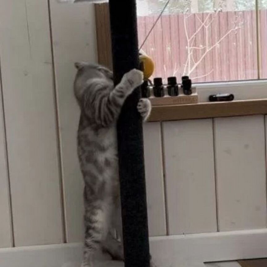 Когтеточка для кошек
