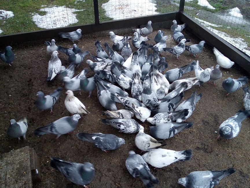 Продам голубей