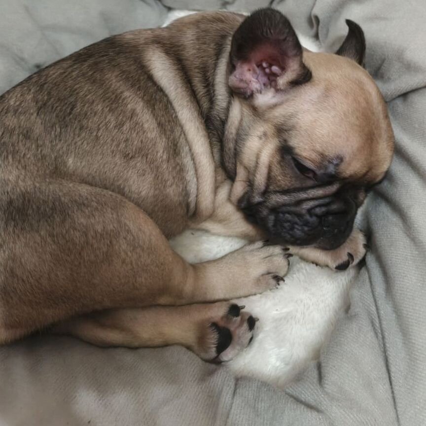 Французский бульдог, щенок