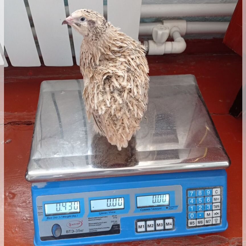 Инкубационное яйцо перепела феникс золотистый