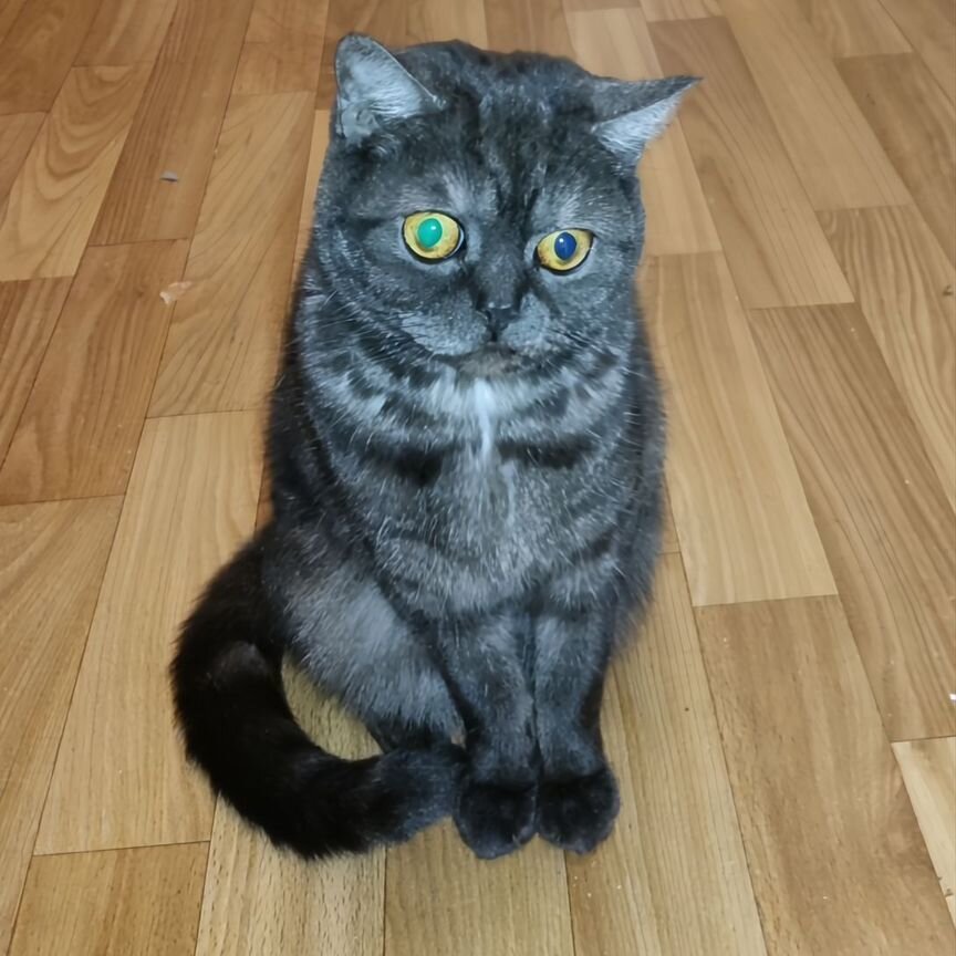 Взрослая, Девочка кошка в добрые руки