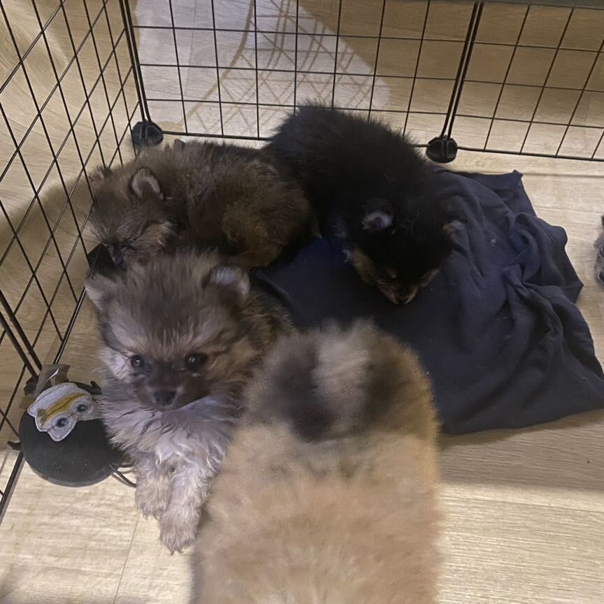 Щенки шпица