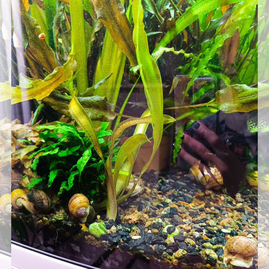 Аквариумные растения