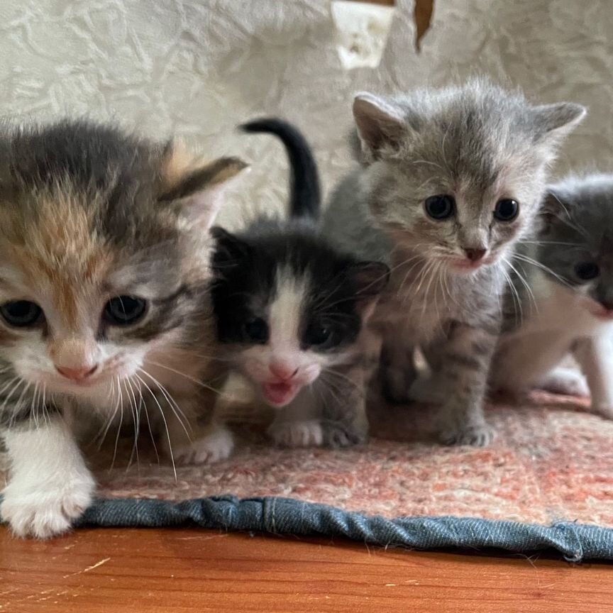 Котята
