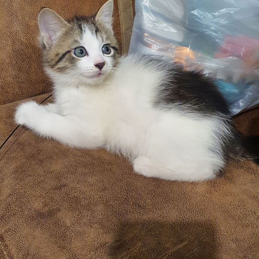 Котёнок в добрые руки