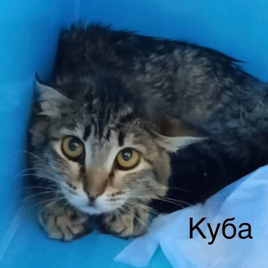 Куба выпуск на улицу. Приютите. Нужен дом, семья