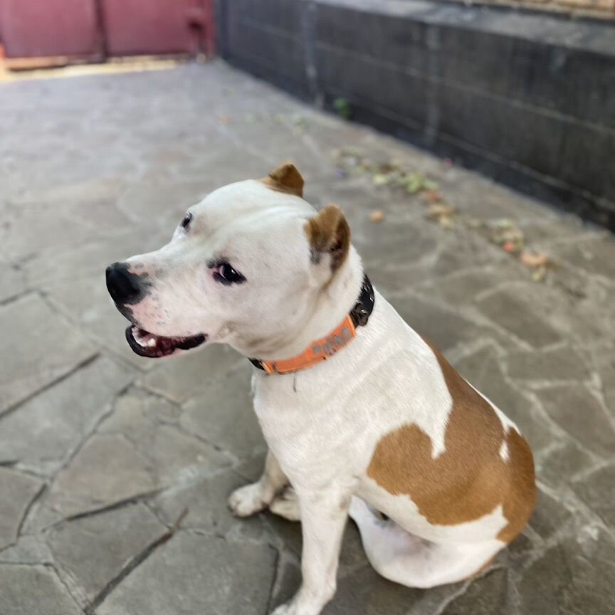 Отдам в добрые руки