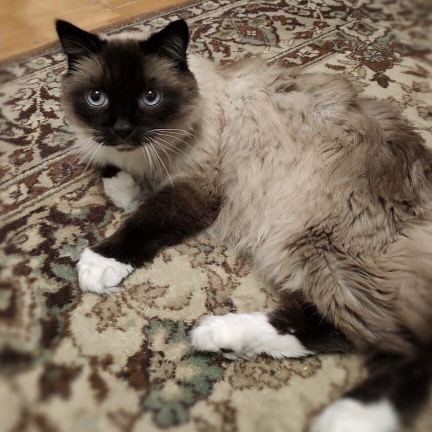 Тайский котик