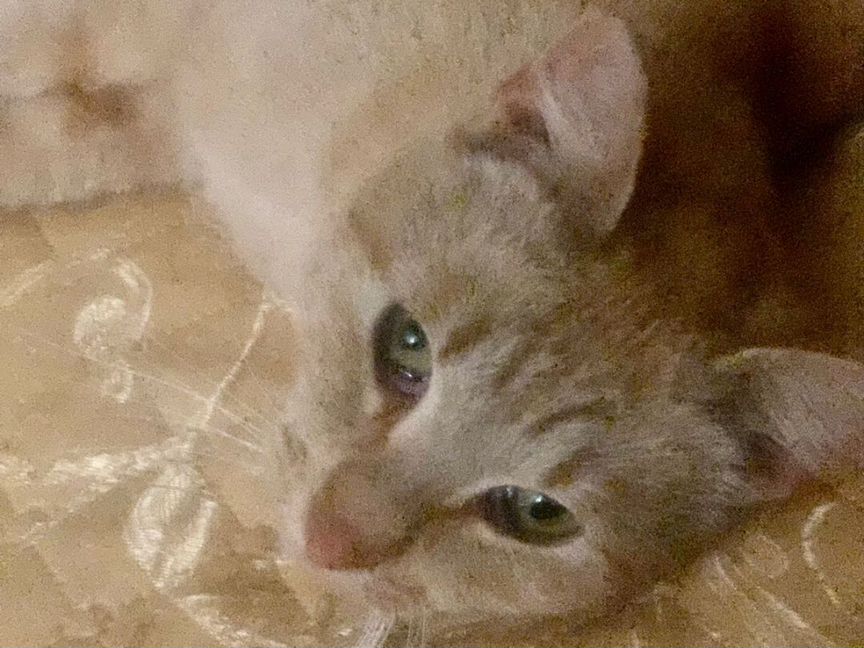 Солнечный котик ждет родителей