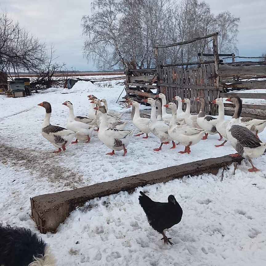 Гуси домашние