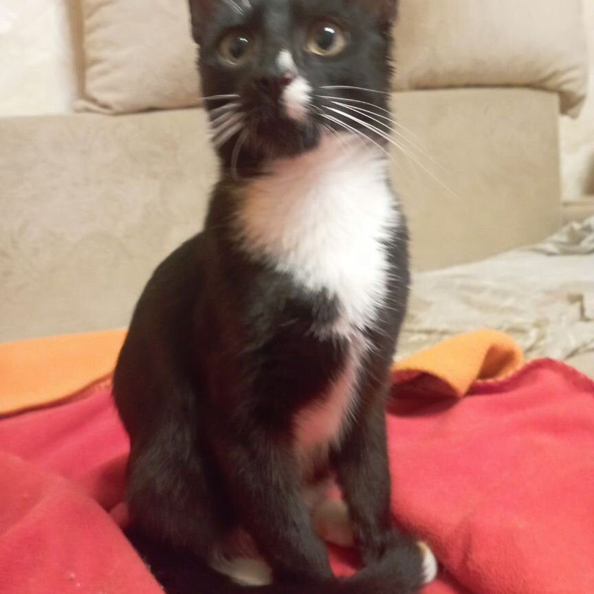 Котик супер ласковый 4 мес